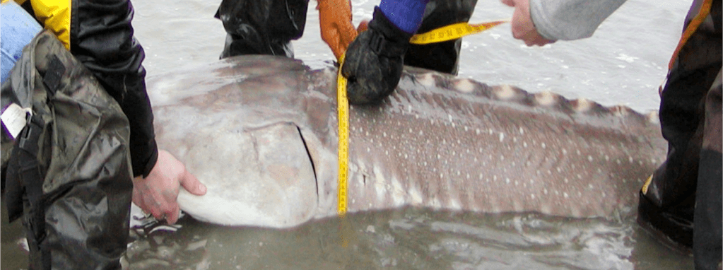 Sturgeon Research For Survival - Environmental Sturgeon Stewardship and ...